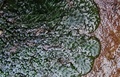 昆明植物所呼吁保护珍稀濒危水生种子植物——水苔花_人民日报