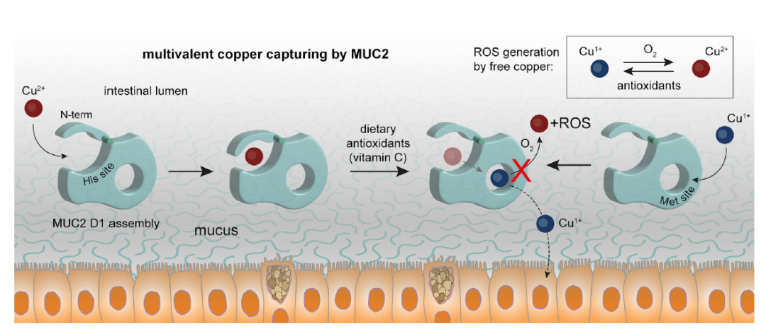 肠道黏蛋白MUC2新功能——多价铜伴侣_人民号