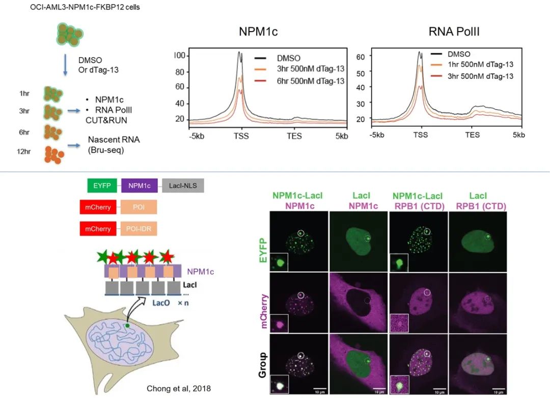 突变NPM1蛋白在急性髓系白血病发生中的分子机制_人民号